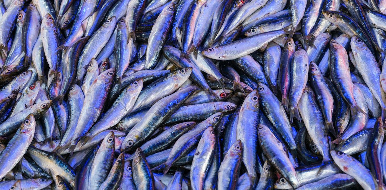 Take fish, salt in vats, leave in sun for months: why…