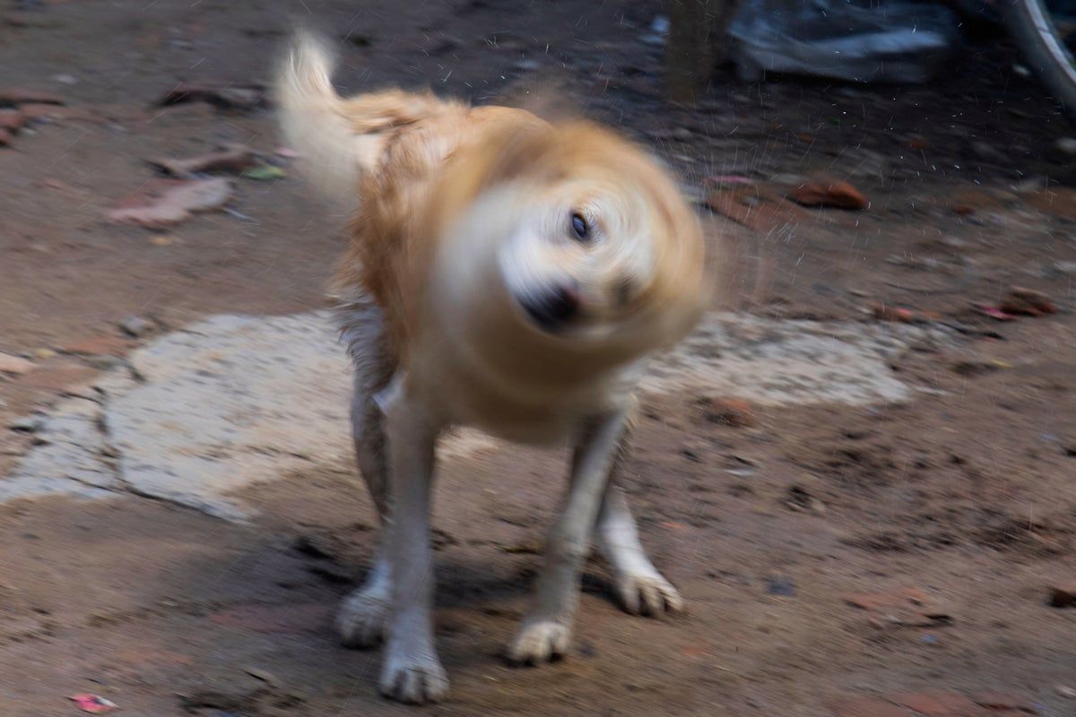 PHOTO ESSAY: A rickshaw driver and his dog are winning…