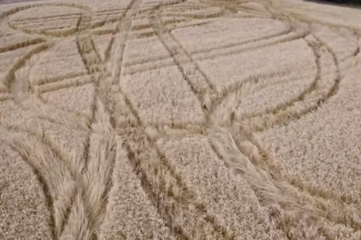 British farmer’s year-long wheat crop destroyed by…