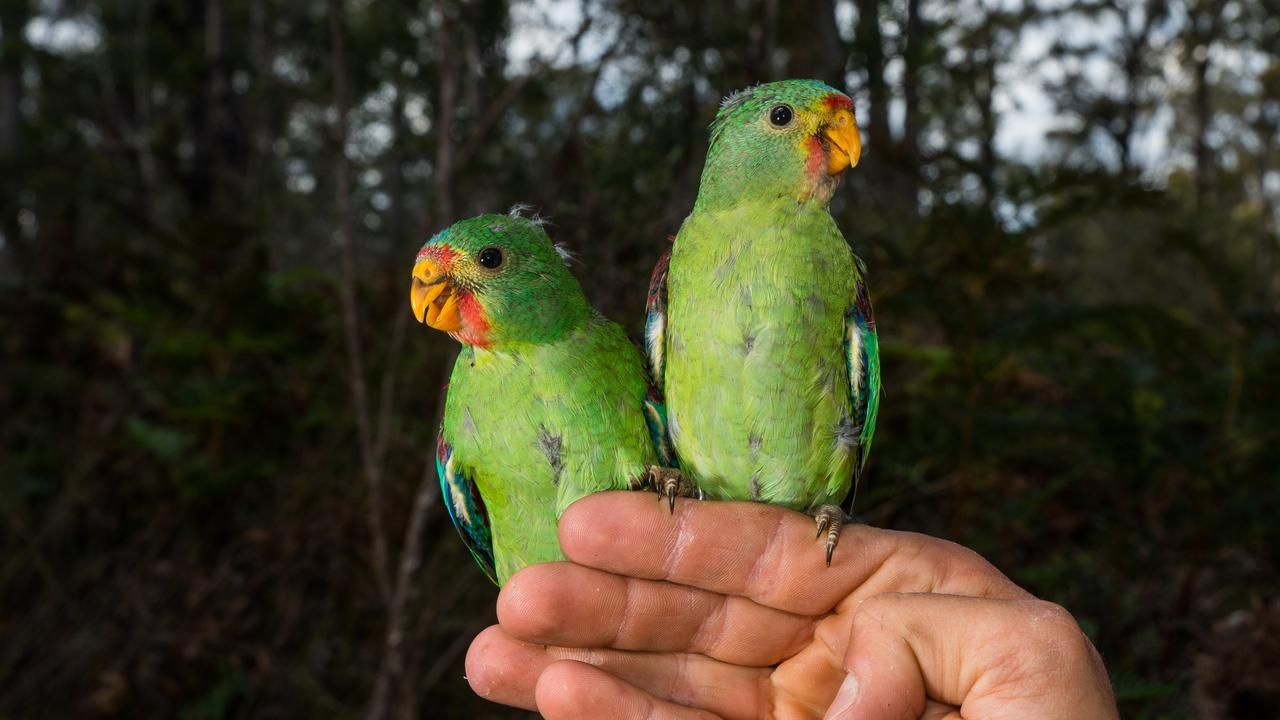 Near-extinct parrot 'under threat' from mining project
