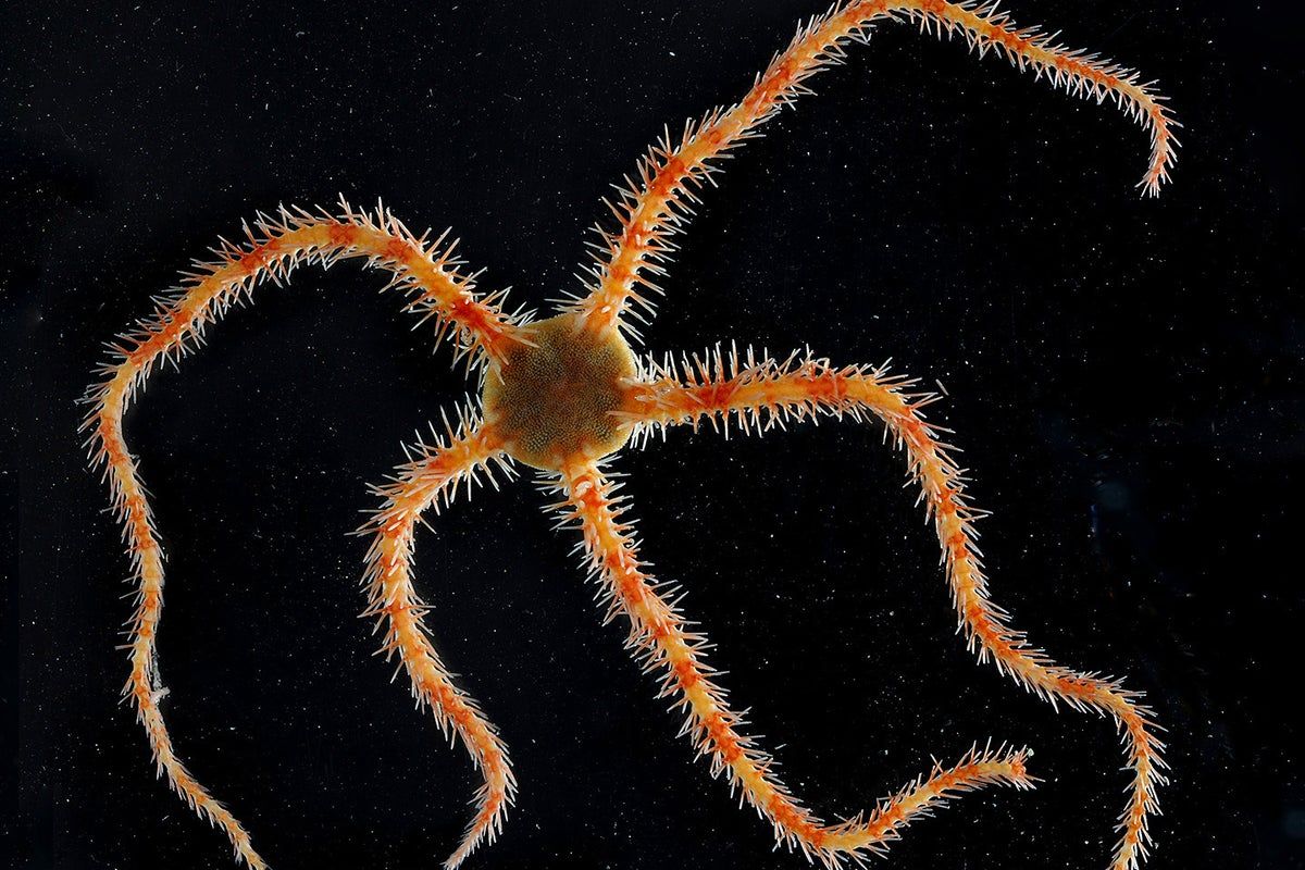 DNA breakthrough reveals hidden links between deep-sea…