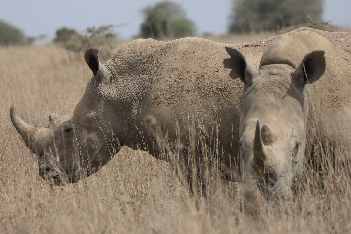 The world's black rhino numbers have increased but…