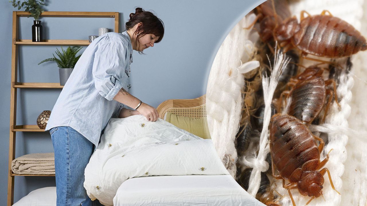 Dorm rooms are a haven for bed bugs — here's how to to…