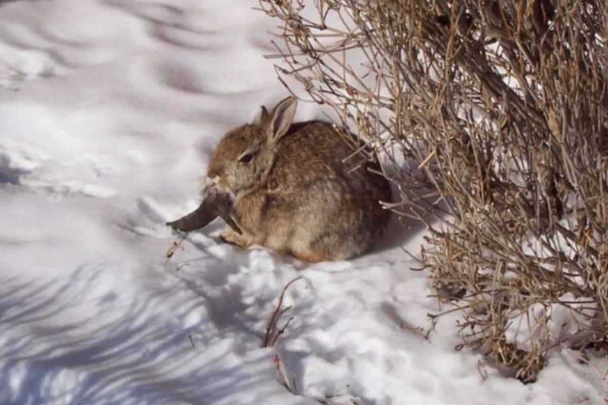 Colorado residents alarmed as rabbits with black horns…