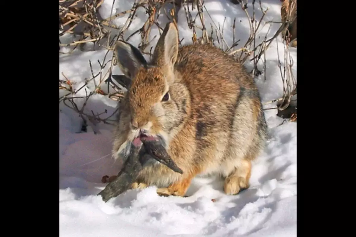 Colorado residents alarmed as rabbits with black horns…