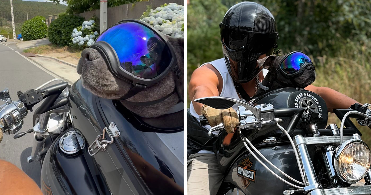 This Dog Rides A Harley With His Owner And Is Winning…