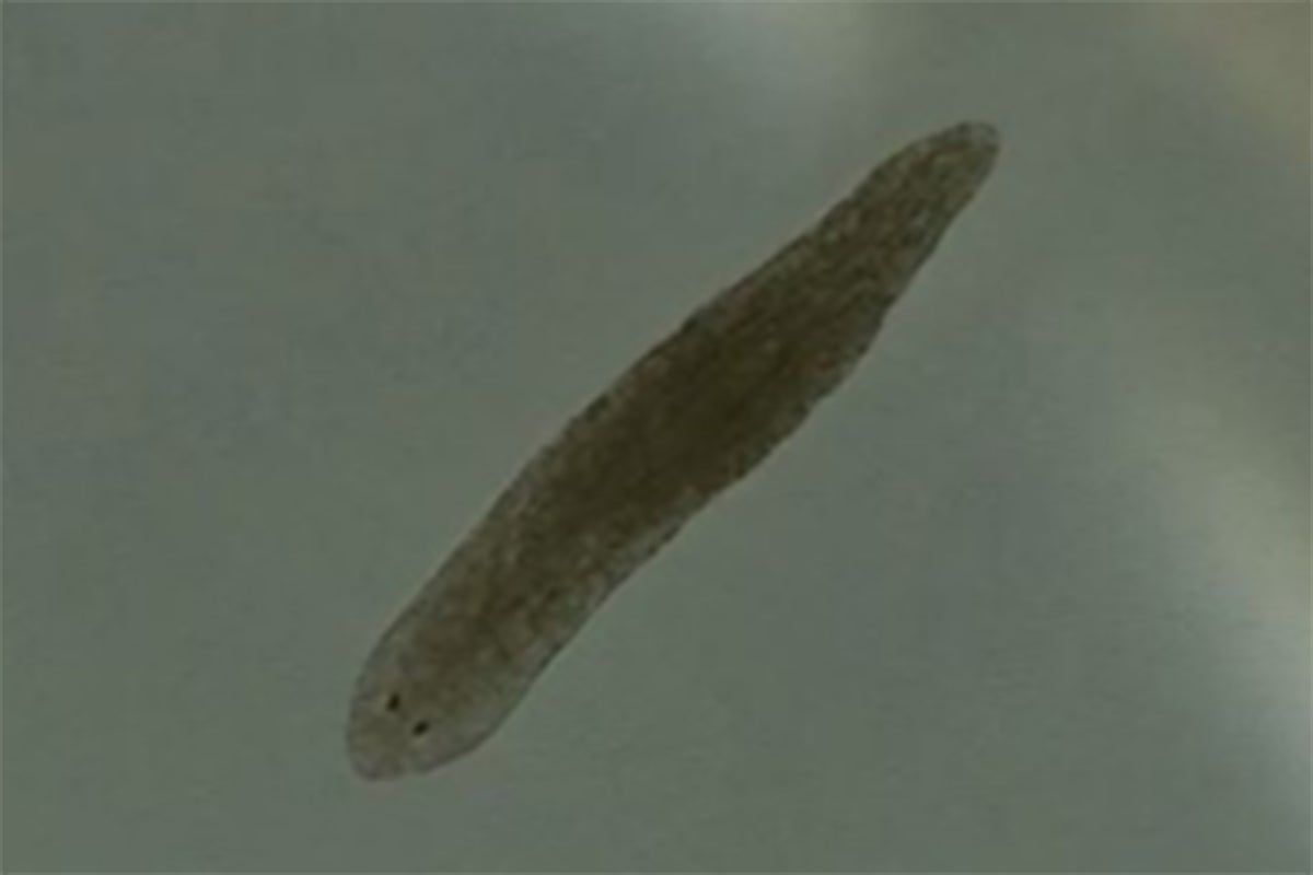 Tiny worms found in ponds and river could help treat…