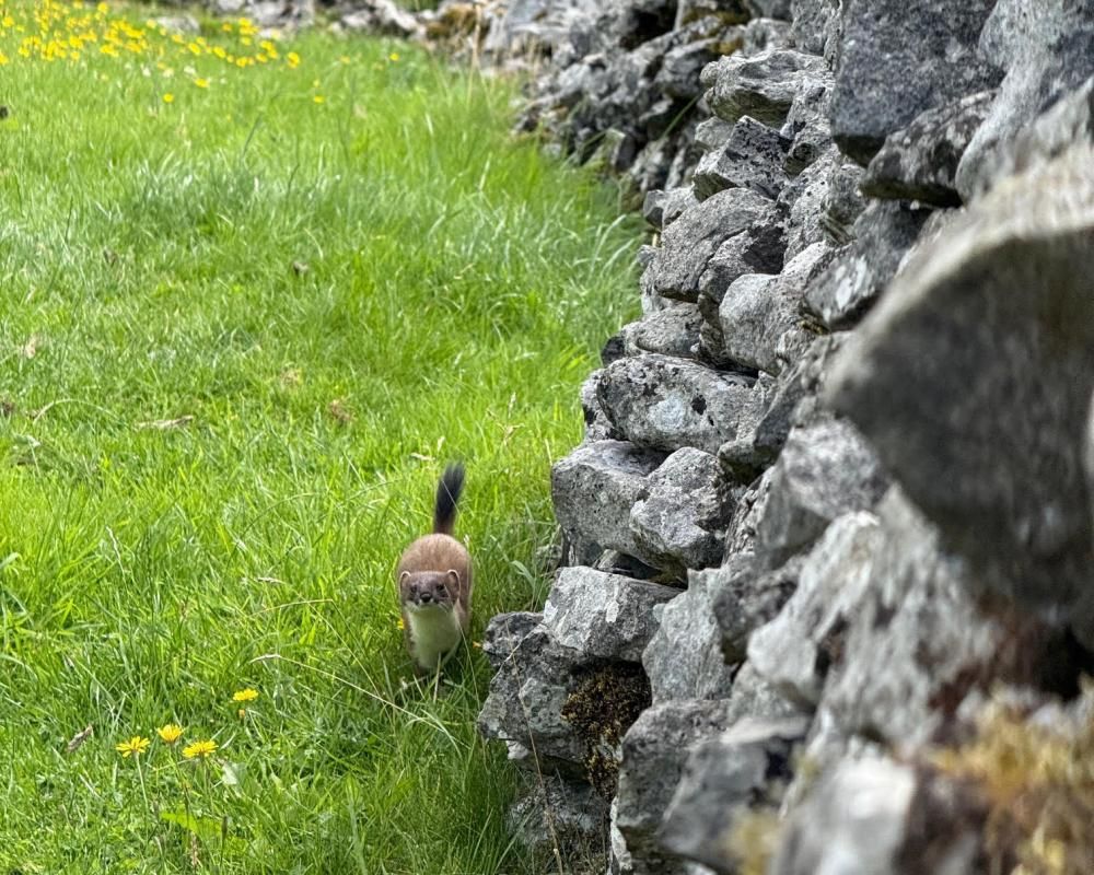 Country diary: Even stoats need a break from the…
