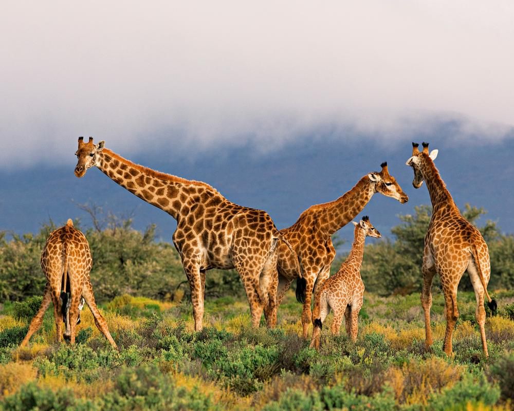 Everything Evolves by Mark Vellend review – can Darwin…