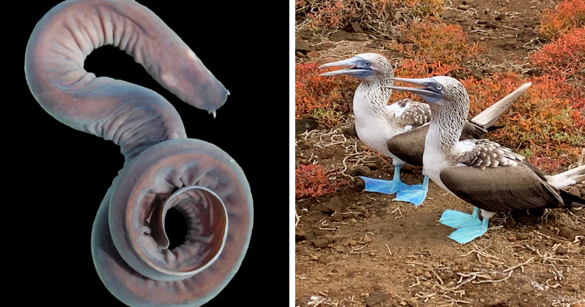 27 Unfiltered Fun Facts About Animals Being Total…