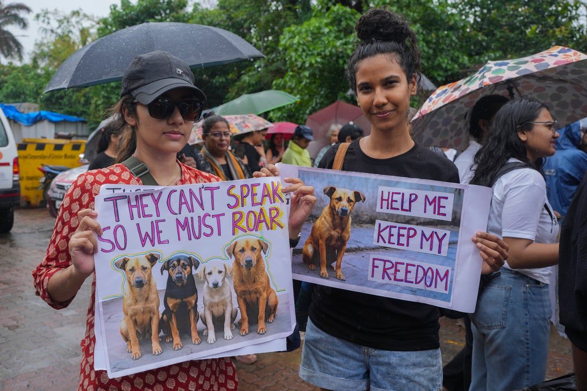India’s Supreme Court orders stray dogs released to…