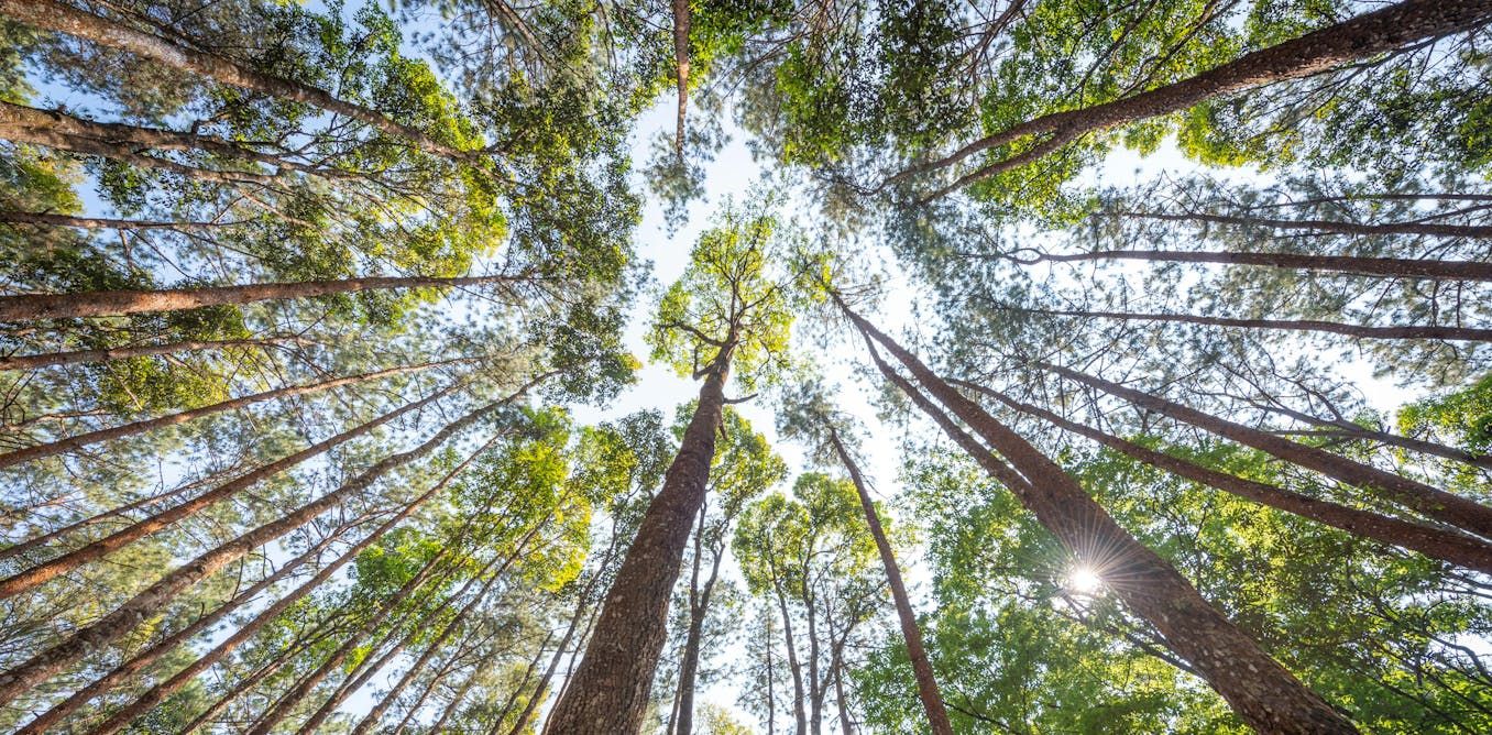 A dreamscape of transcendental potential: Rhett Davis’…