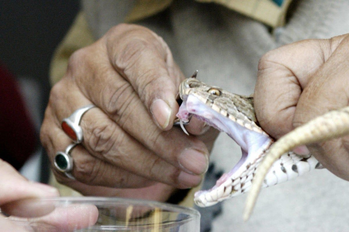 Man dies after being bitten by snake coiled in his…