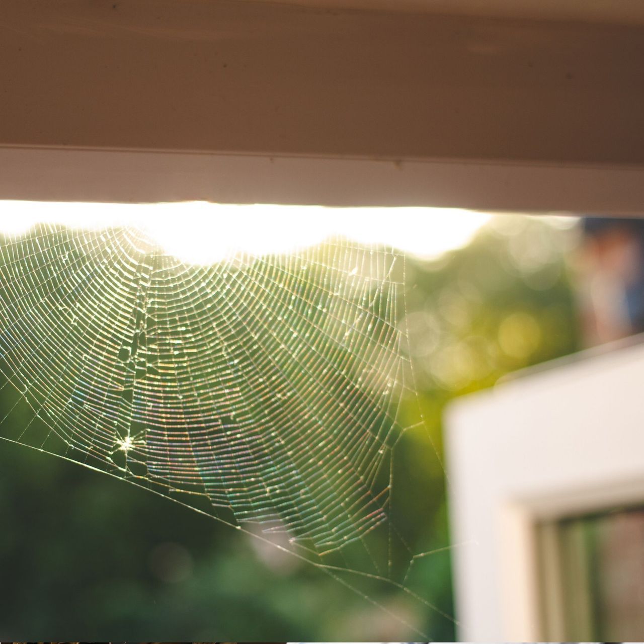 Spiders were covering my windows in webs all year…