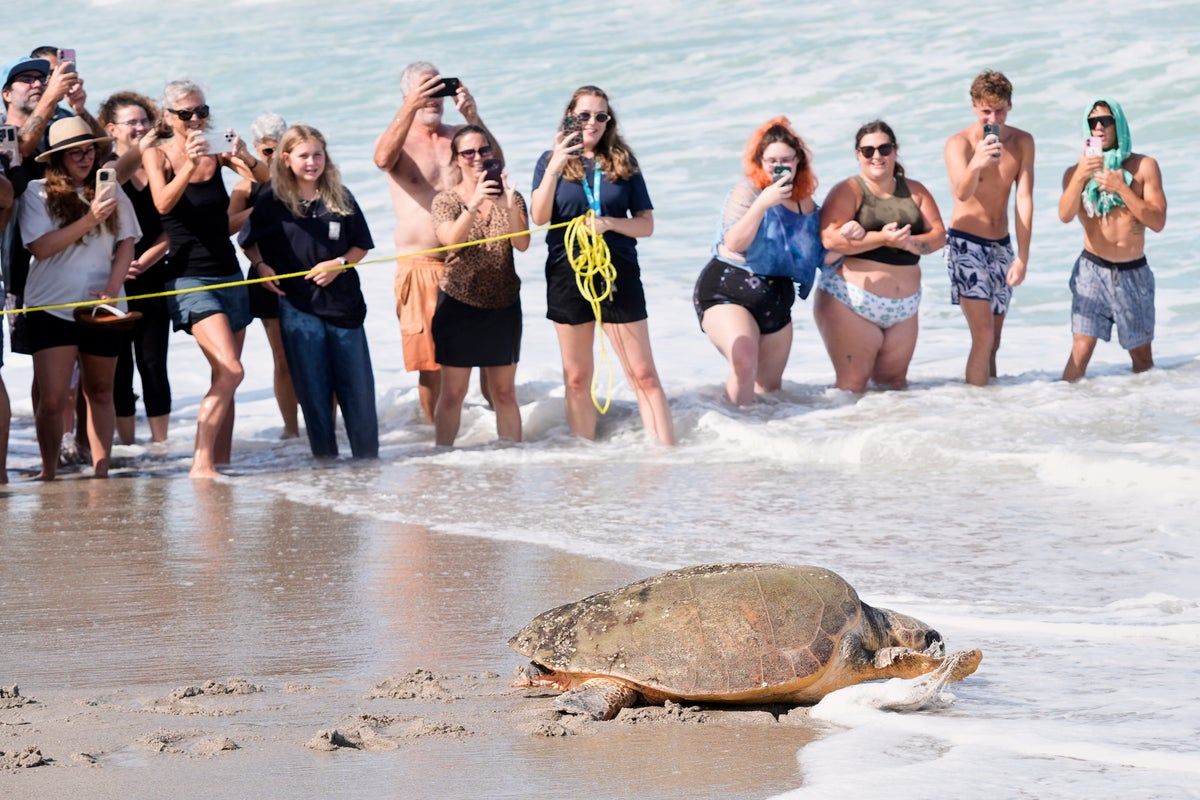 June Cleaver the loggerhead turtle is released into…
