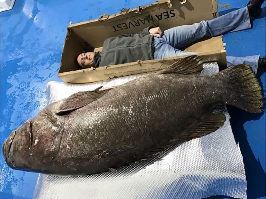 Seven-foot-long fish is 'largest ever seen in…