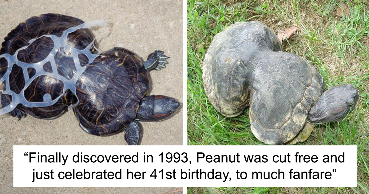 From Tangled In Trash To Global Icon, Peanut The…