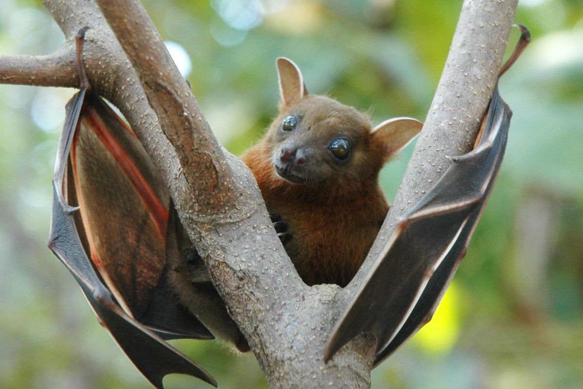 How humans could potentially be spreading deadly…