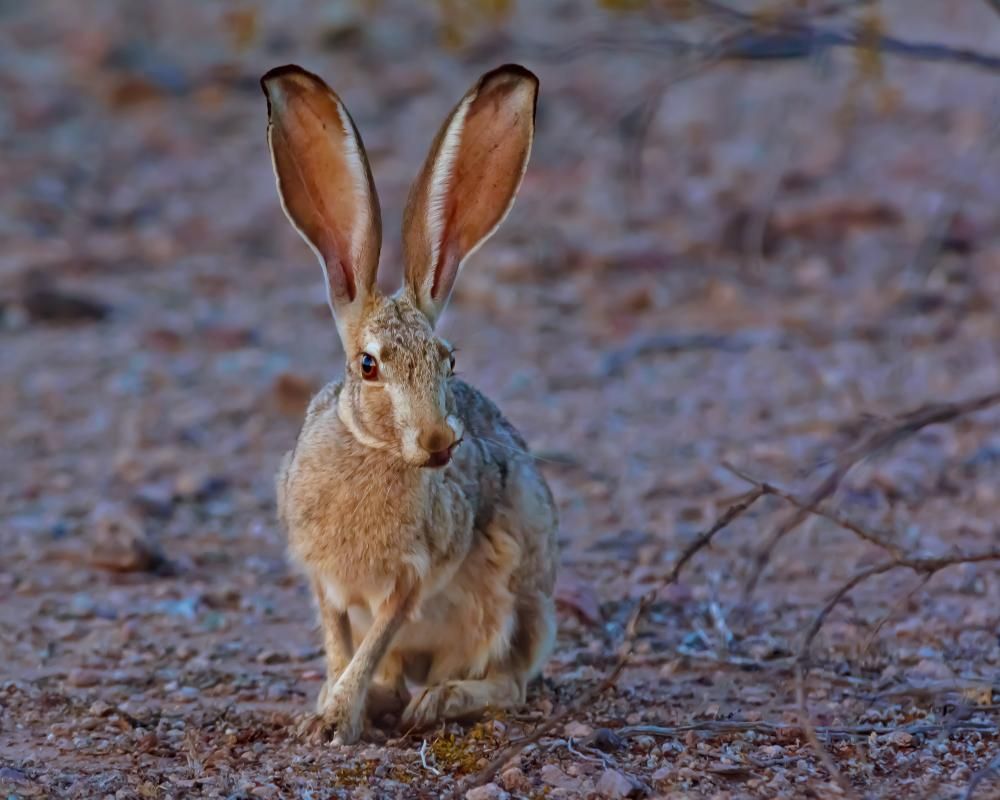 What links a US hare, a fat-free diet and the…