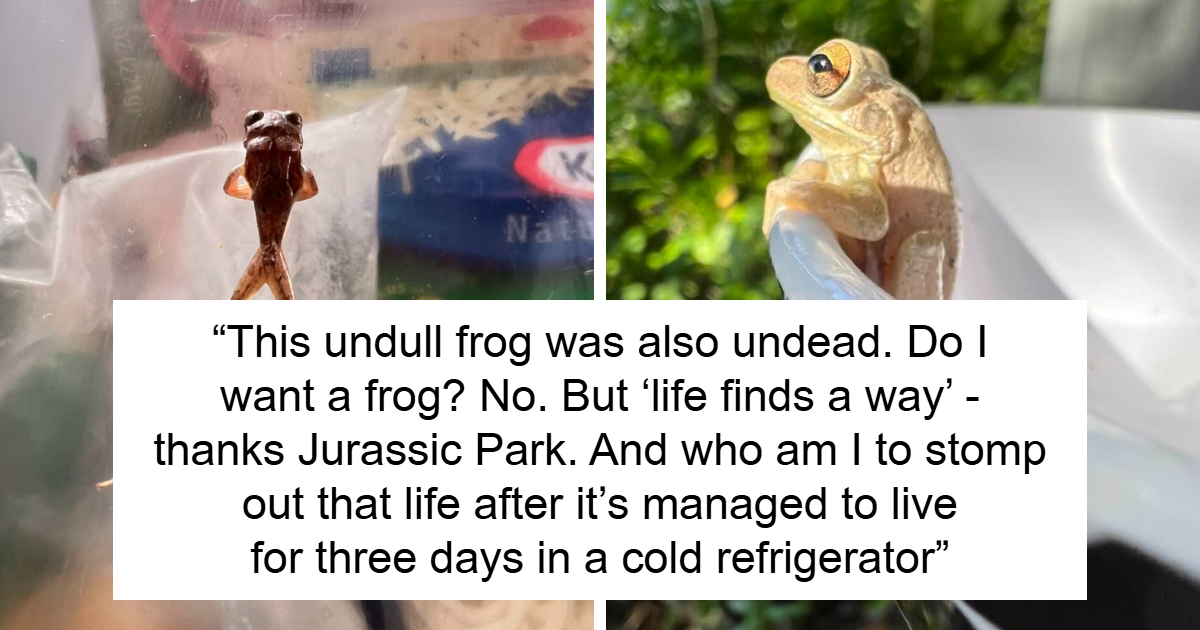 Woman Goes Viral For Rescuing A Frog From Her Fridge,…