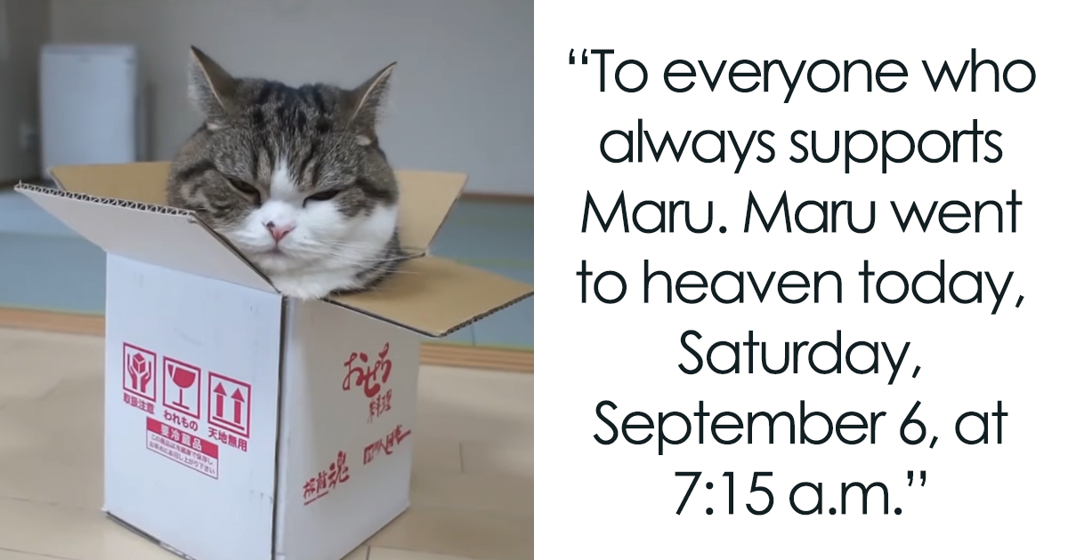 Internet Mourns Maru, The Cat Famous For Cute YouTube…