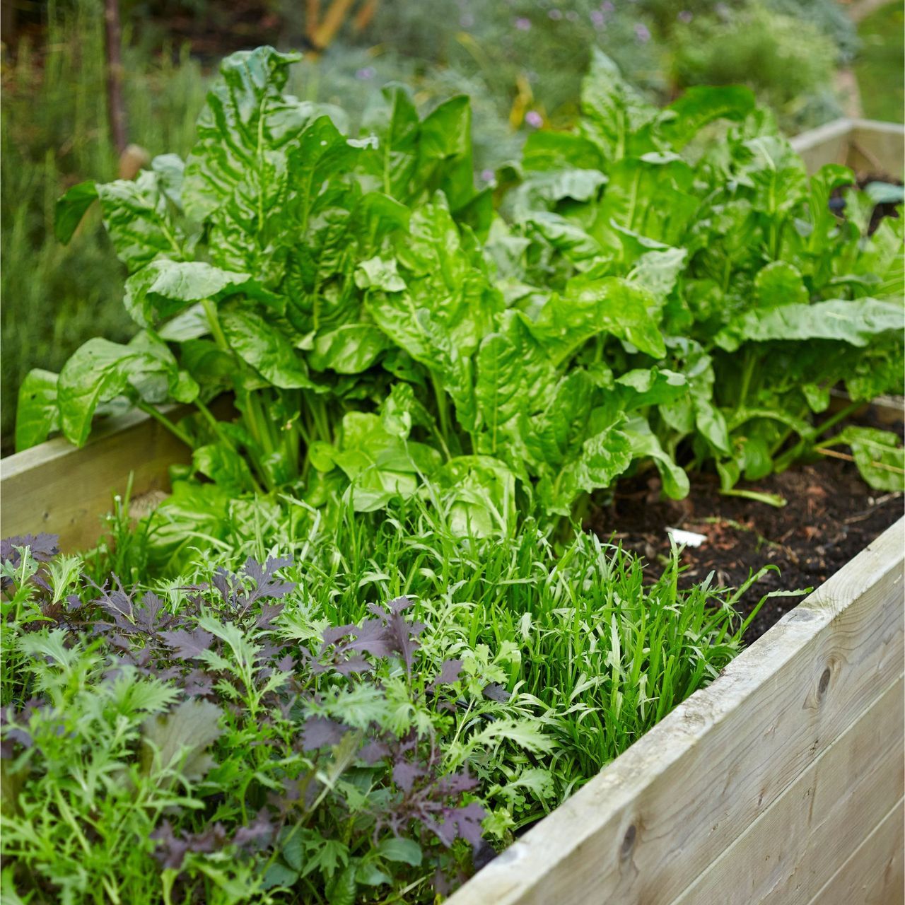 What to plant in empty garden beds now to fill the…
