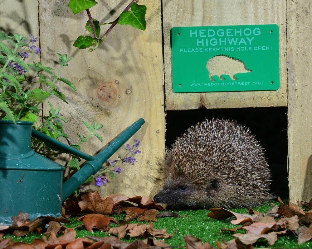 Hedgehog highways could become requirement for new…