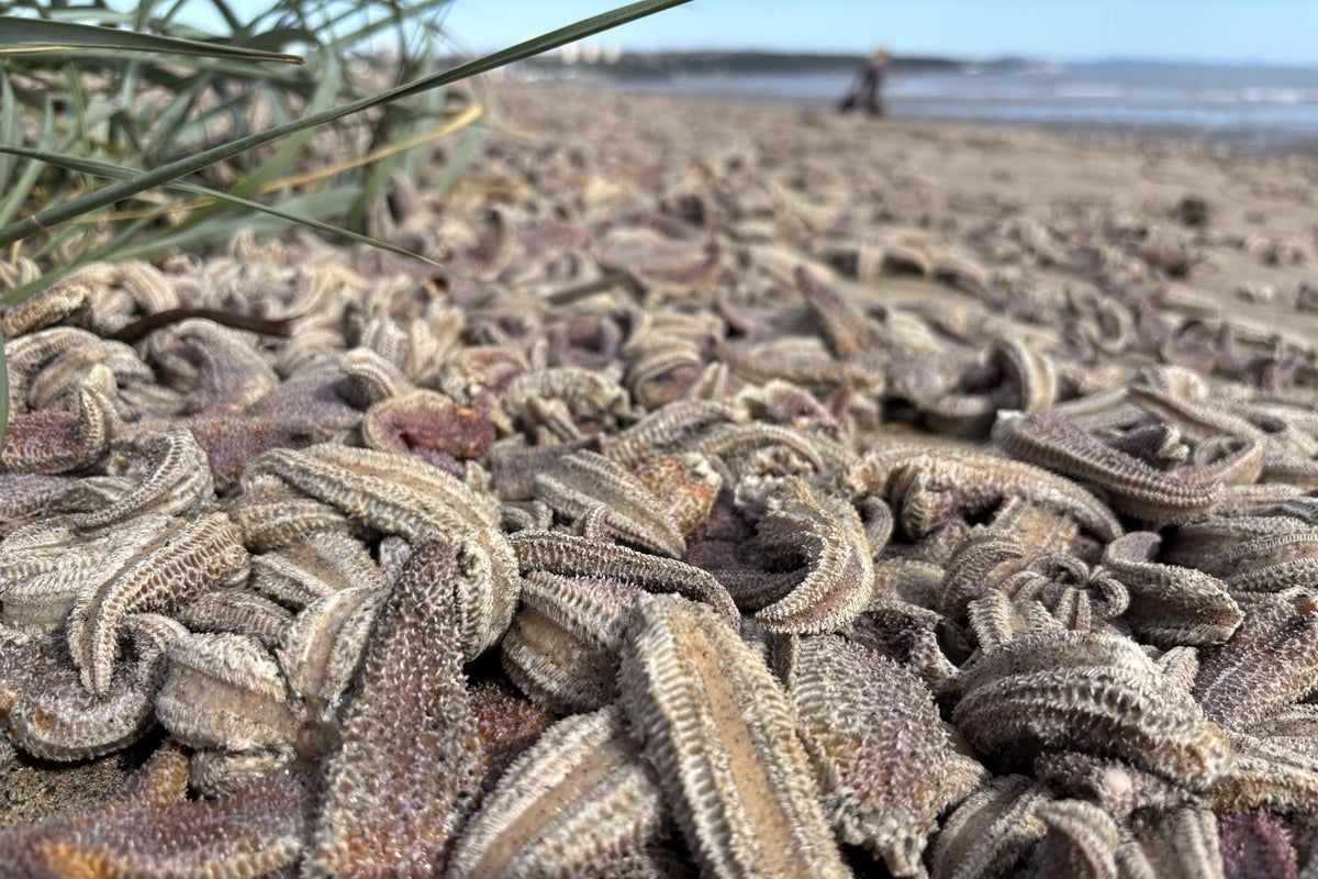 Expert reveals why thousands of dead starfish ended up…