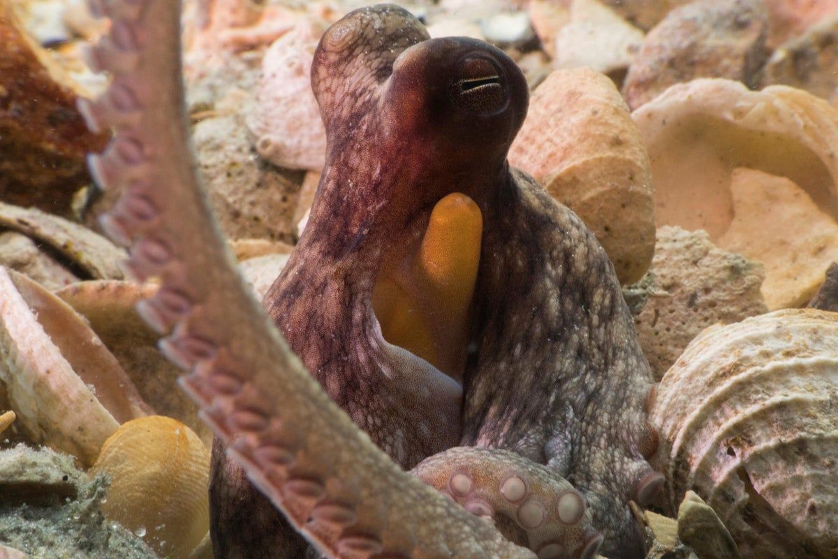 Here’s what octopuses use each of their eight…