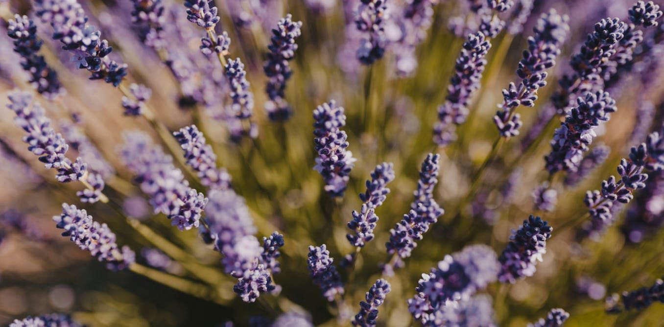 Beyond lavender marriages: What queer unions and…