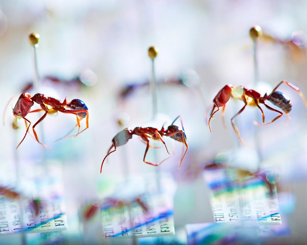 Fiji ant study provides new evidence of insects’…