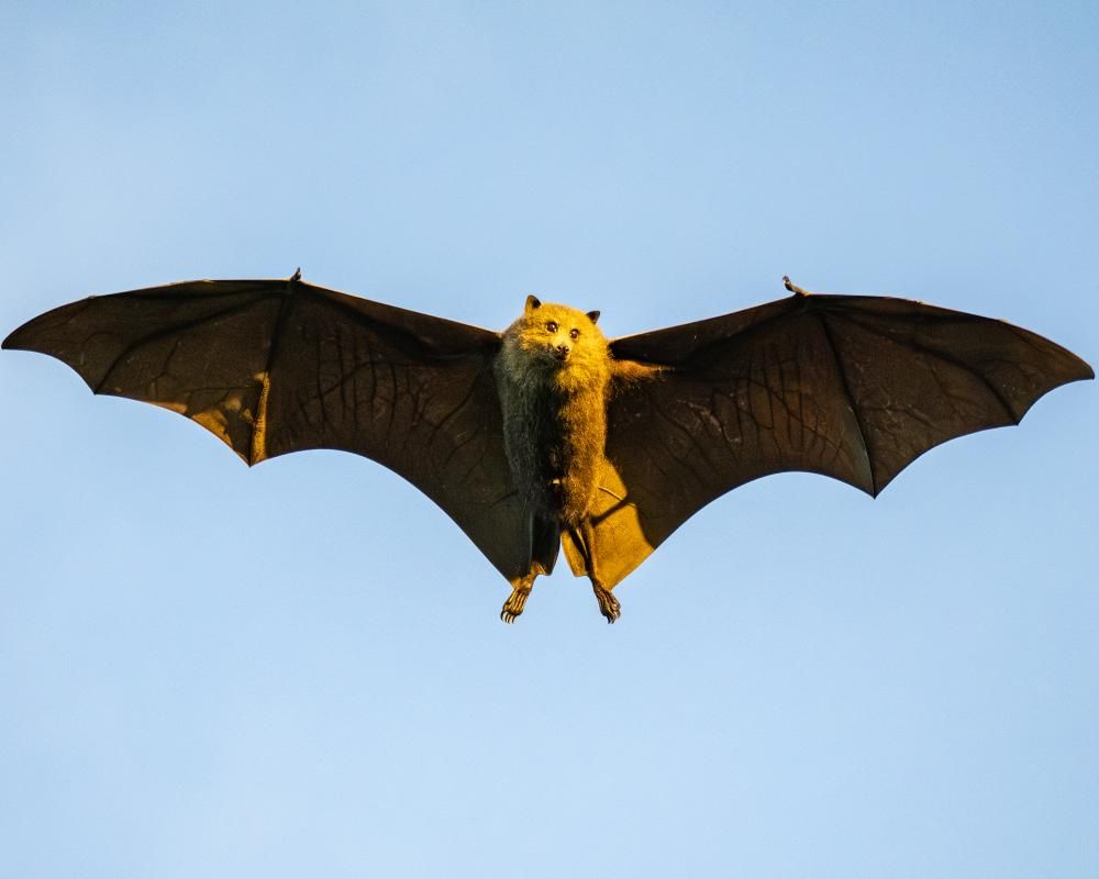 Scientists fear this ‘cute’ and ‘chonky’ flying fox…