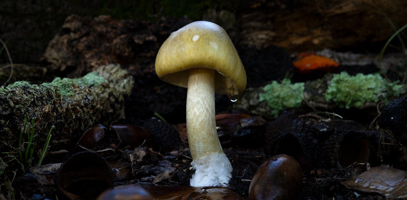 Death Cap Murders portrays Erin Patterson as a woman…