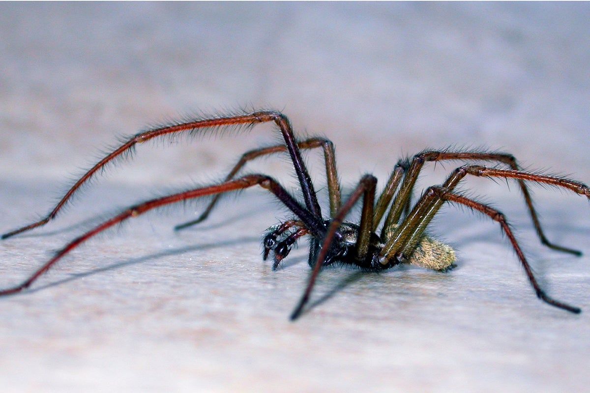 Spider season has arrived – here’s why there are more…