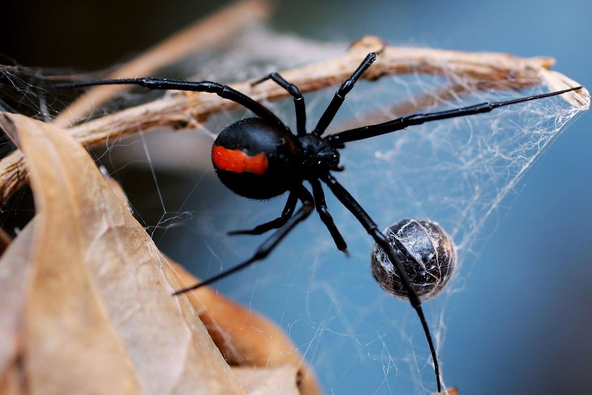 Redback spider scare at Japan’s Osaka Expo sparks…