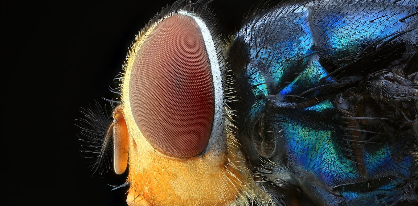 How a fly sees the world – and why understanding its…