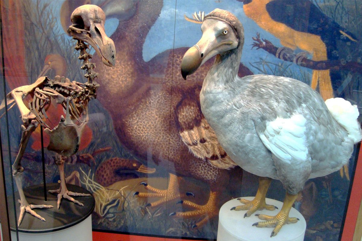 First the Dire Wolf, Now the Dodo Bird? Scientists…