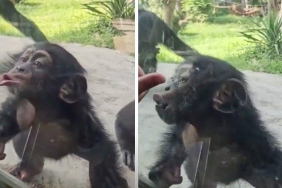 Watch as a cheeky baby chimp makes silly faces to zoo…