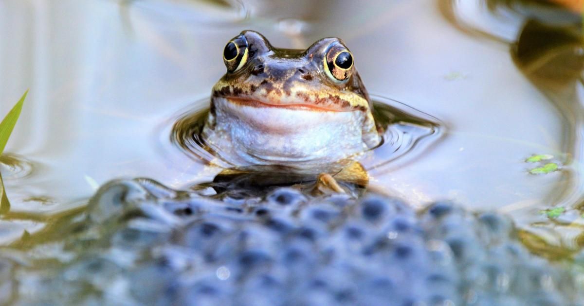 New book reveals extent of Edinburgh wildlife