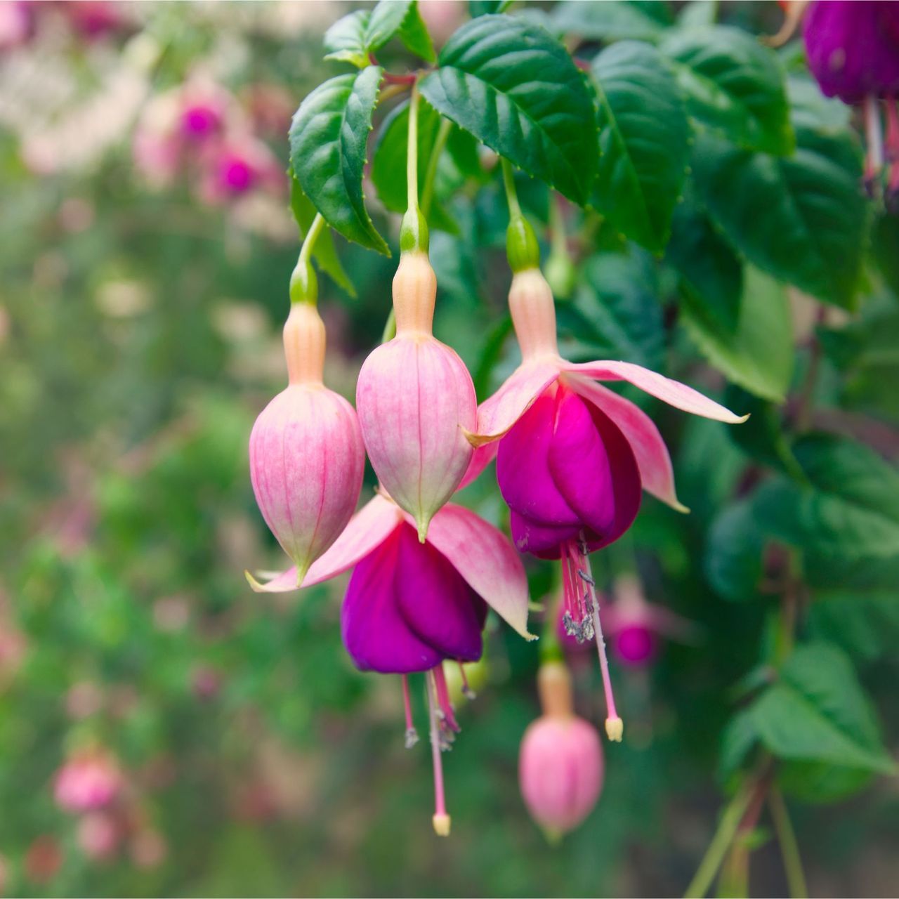 How to grow fuchsias for masses of fairy-tale blooms