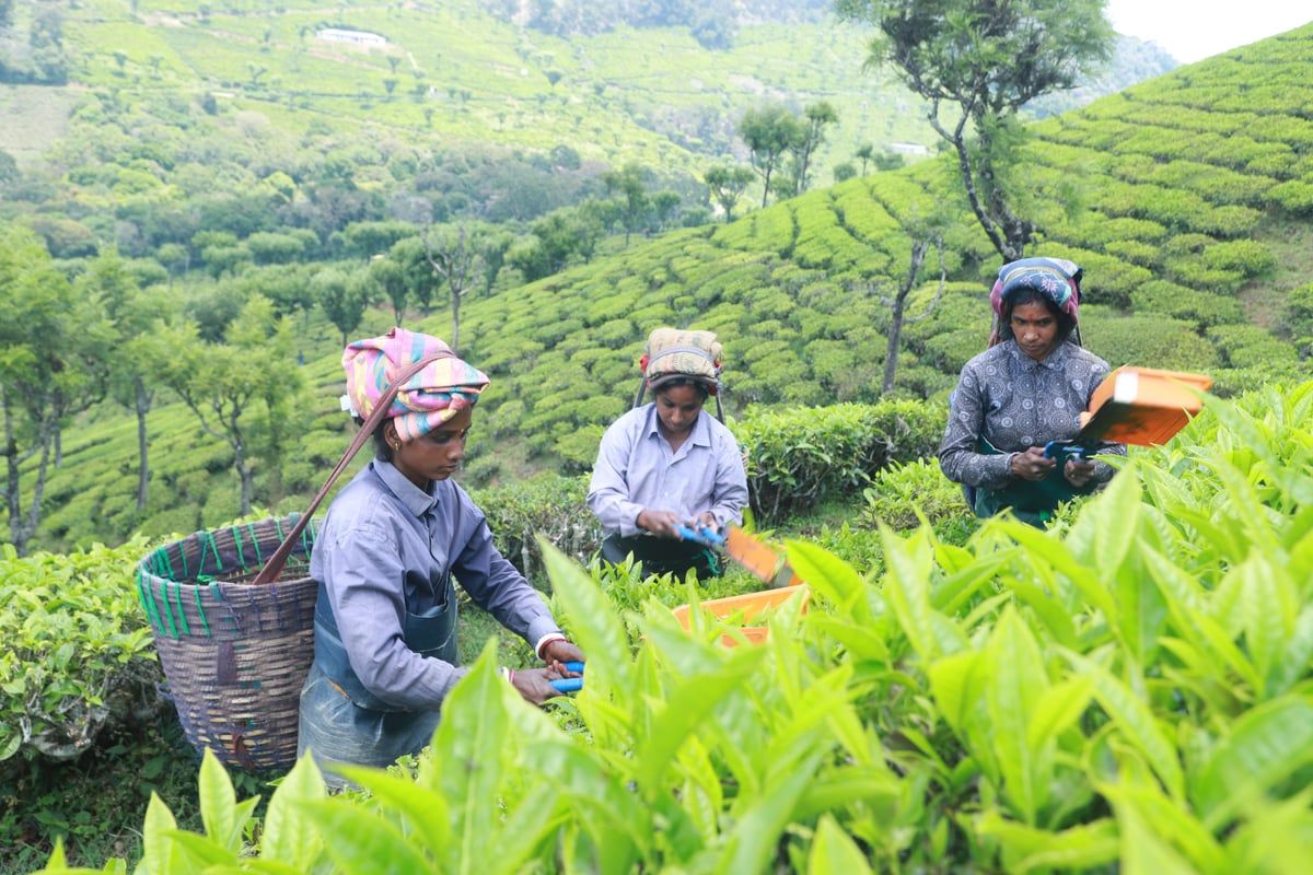 Fifth of adults think tea originates in UK, Fairtrade…