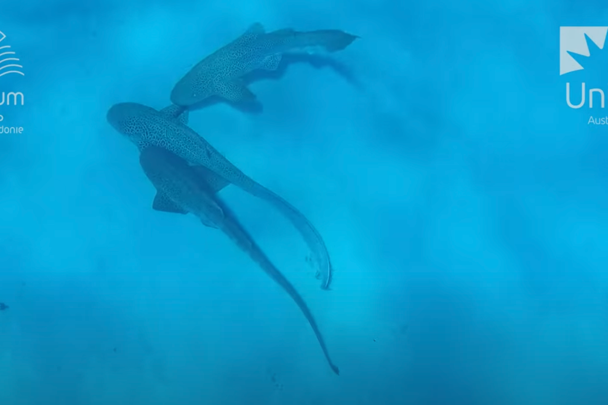 Leopard Shark trio captured mating in wild for first…