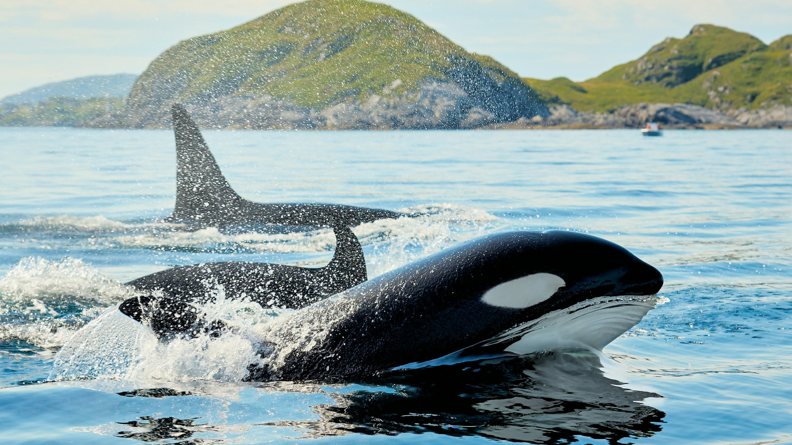Are Orcas Friendly to Humans? Killer Whales…