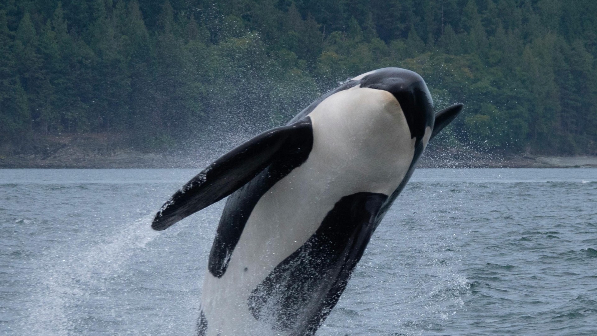 Orca Attack Video: Yacht Sinks In Portugal In Viral…