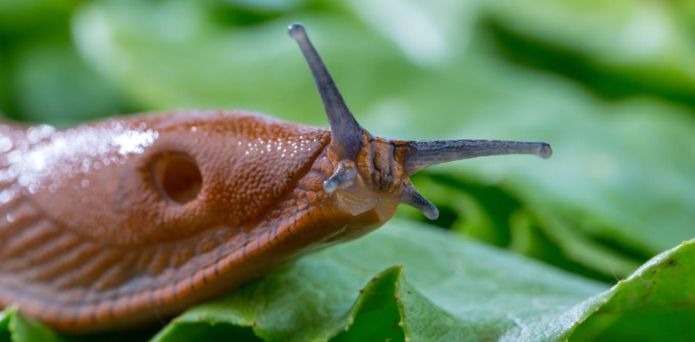 Why slugs are so hard to control – and how scientists…