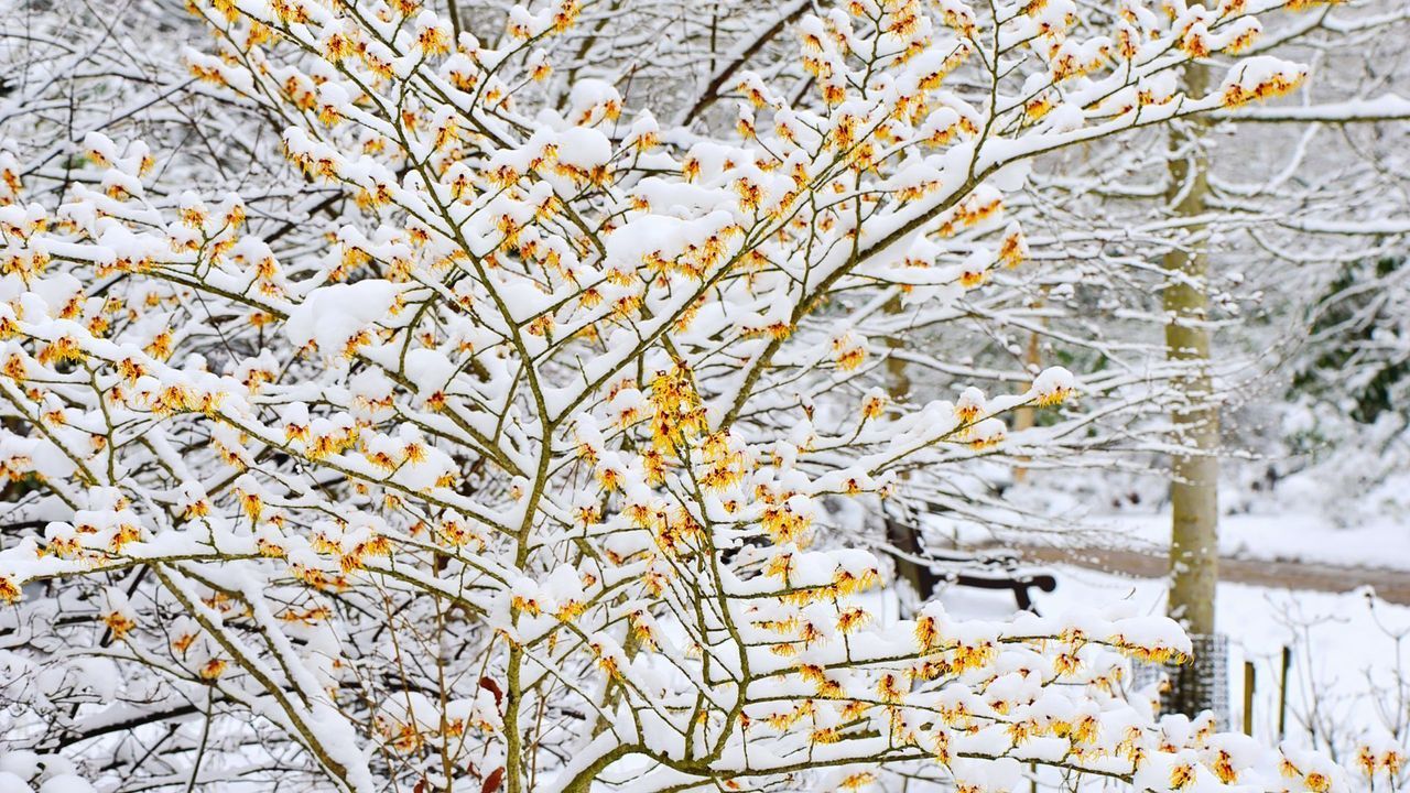 5 breathtakingly beautiful winter trees that will be…
