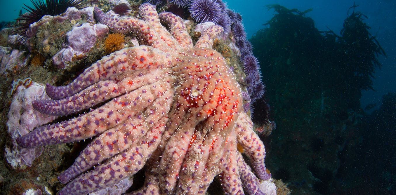 How sea star wasting disease transformed the West…