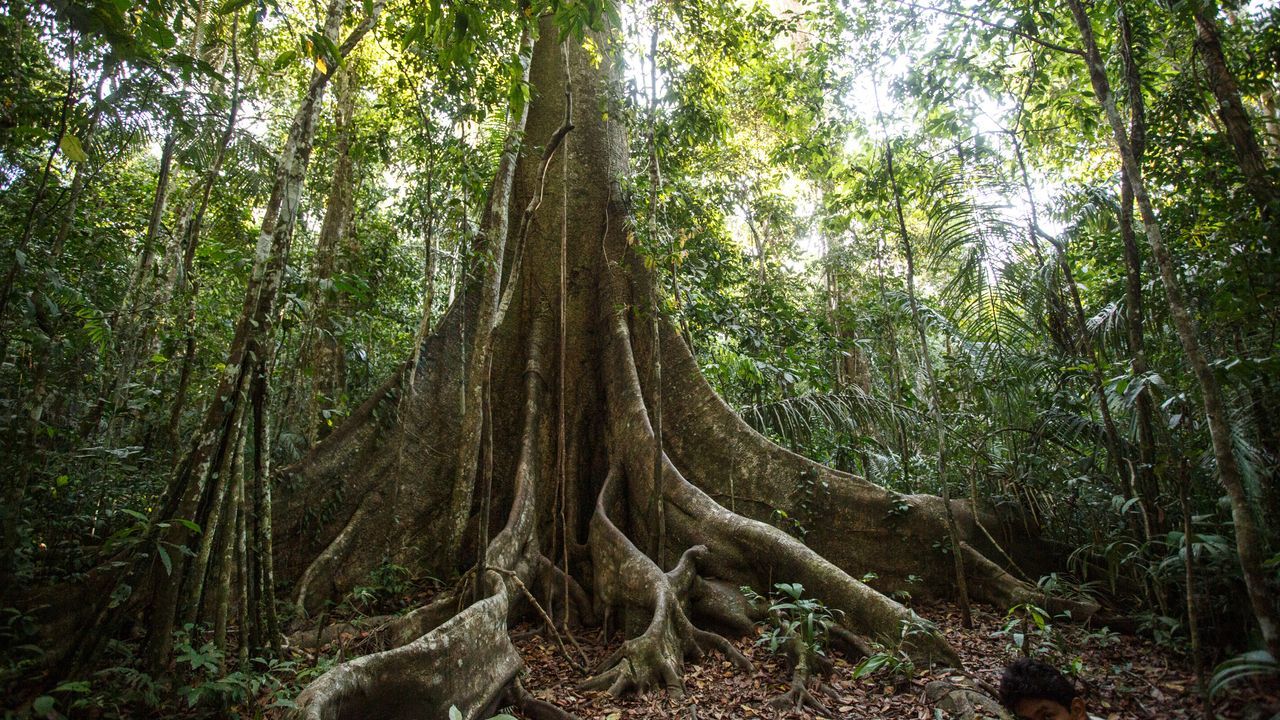 Amazon rainforest trees are resisting climate change…