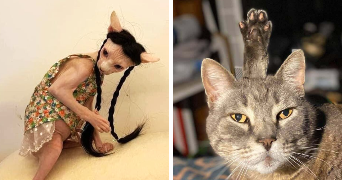 “Cats Acting Like Aliens”: 80 Otherworldly Cats That…