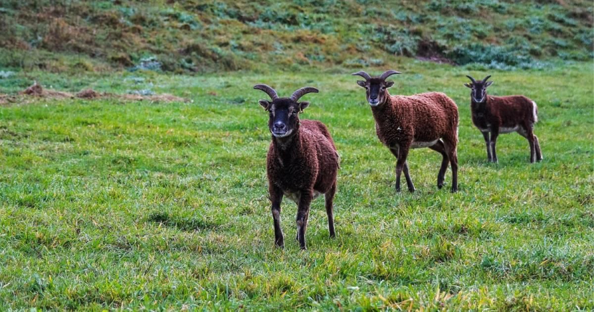 New call for protection of rare sheep breed 'starving…